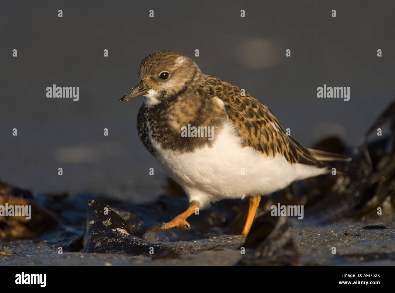 Turnstone (Arenaria interpres Stock Photo - Alamy