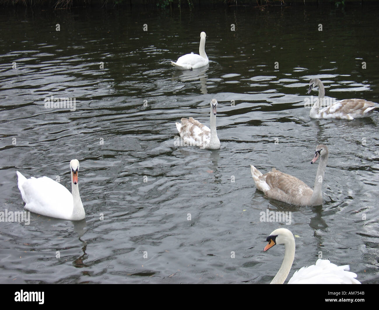 Swans on the Grand Union Canal in Southall Stock Photo - Alamy