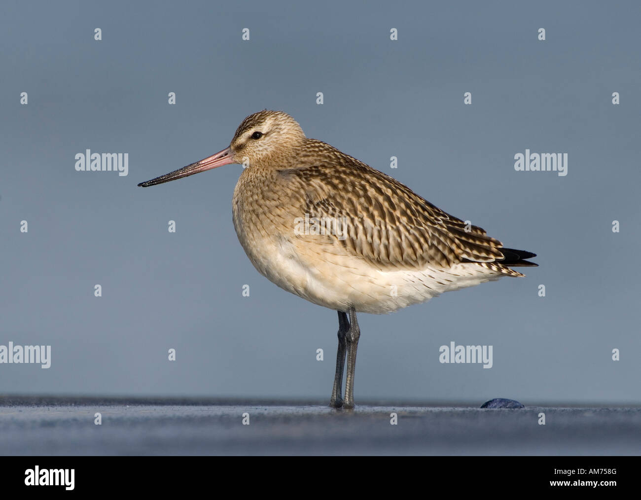 Bar-tailed godwit (Limosa lapponica Stock Photo - Alamy