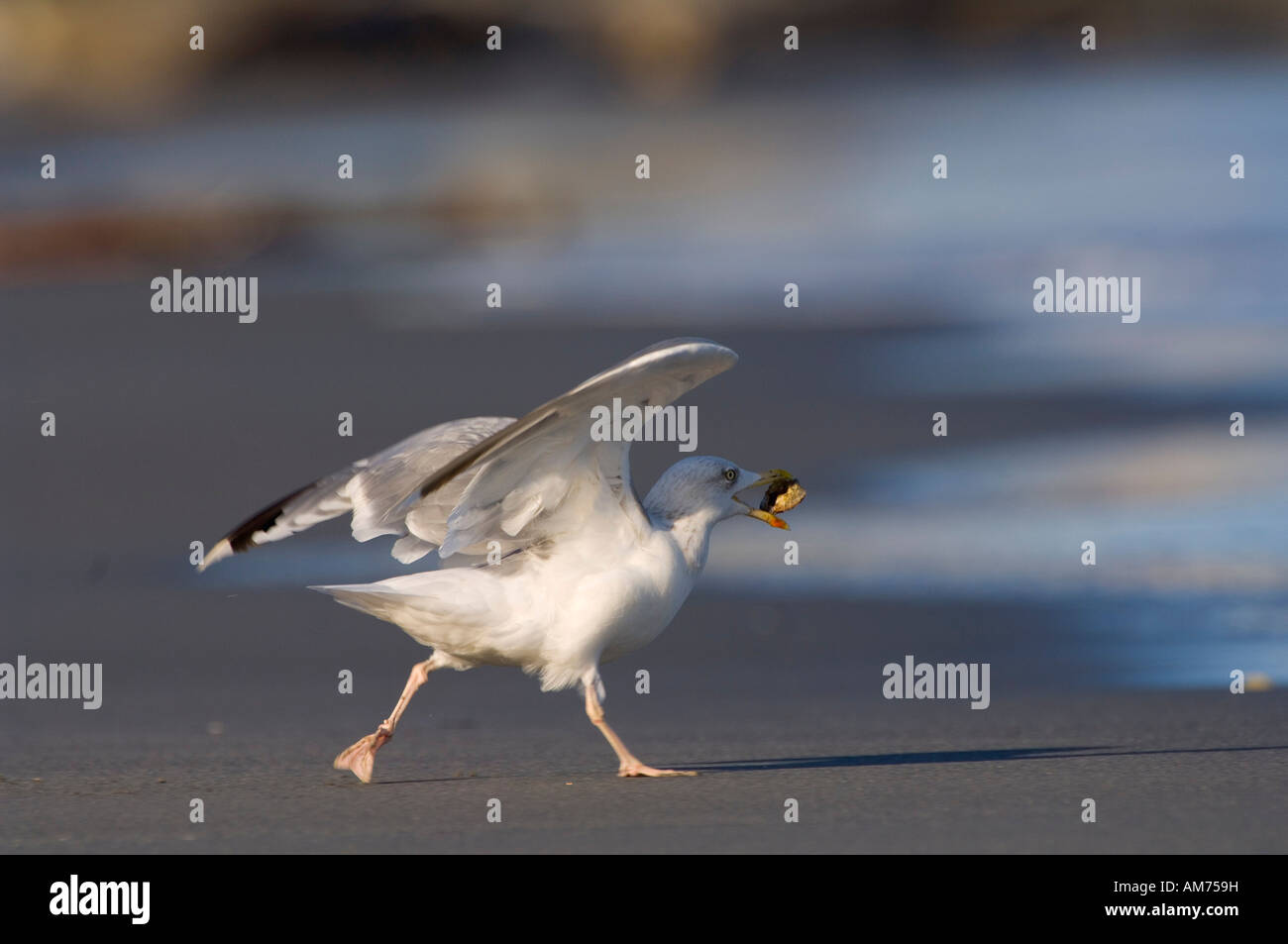 Herring gull (Larus argentatus Stock Photo - Alamy