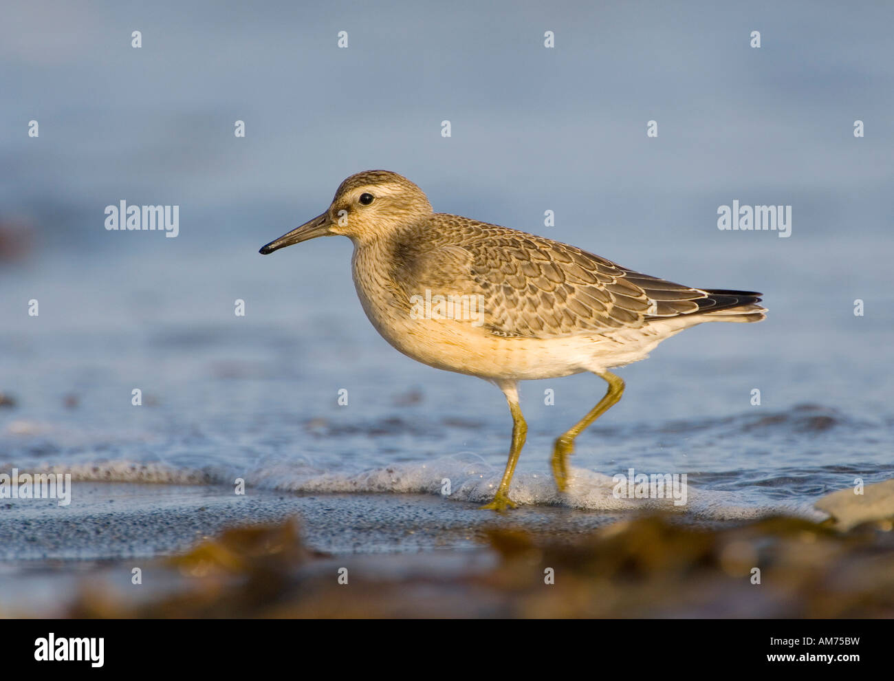 Knot (Calidris canutus Stock Photo - Alamy