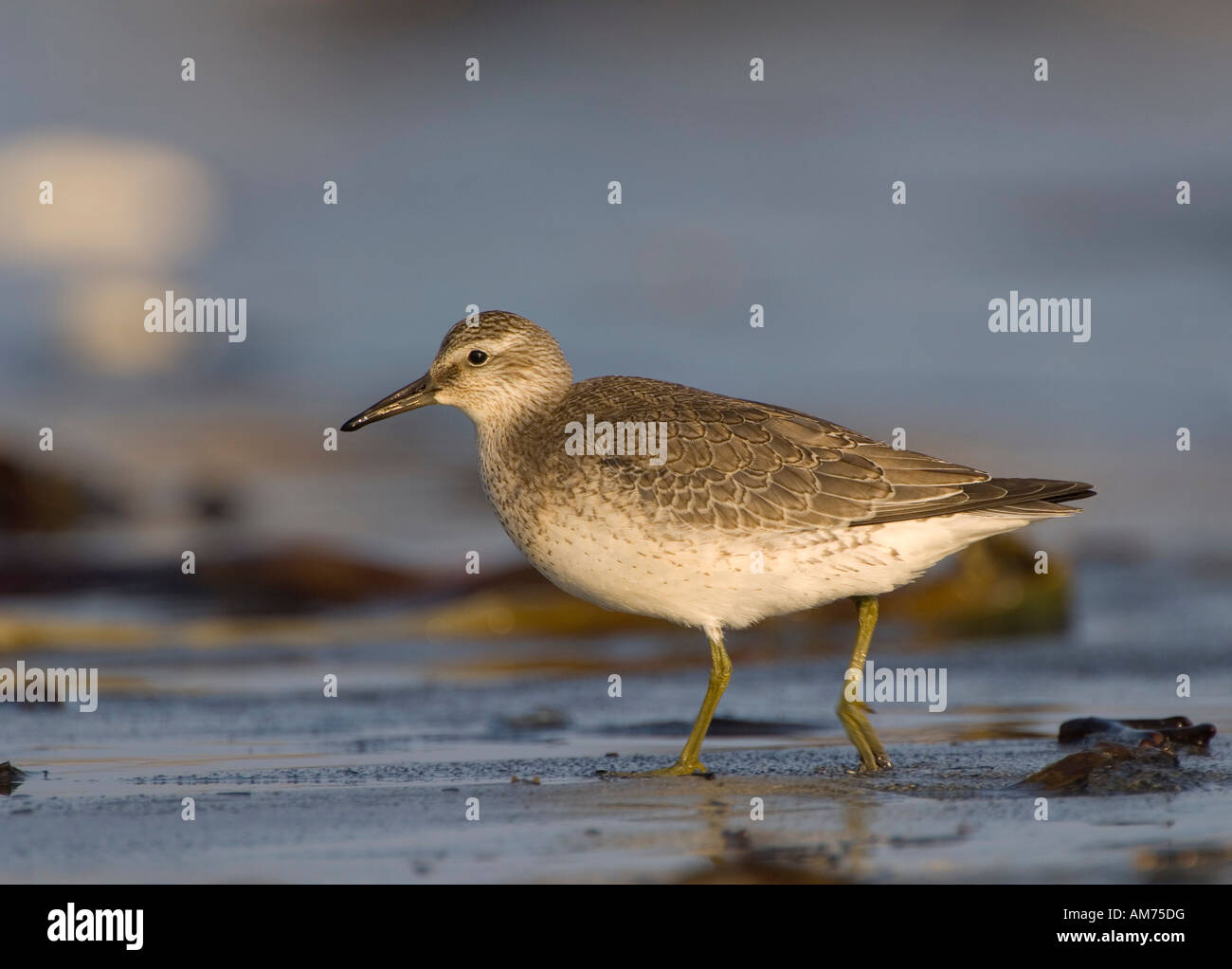 Knot (Calidris canutus Stock Photo - Alamy