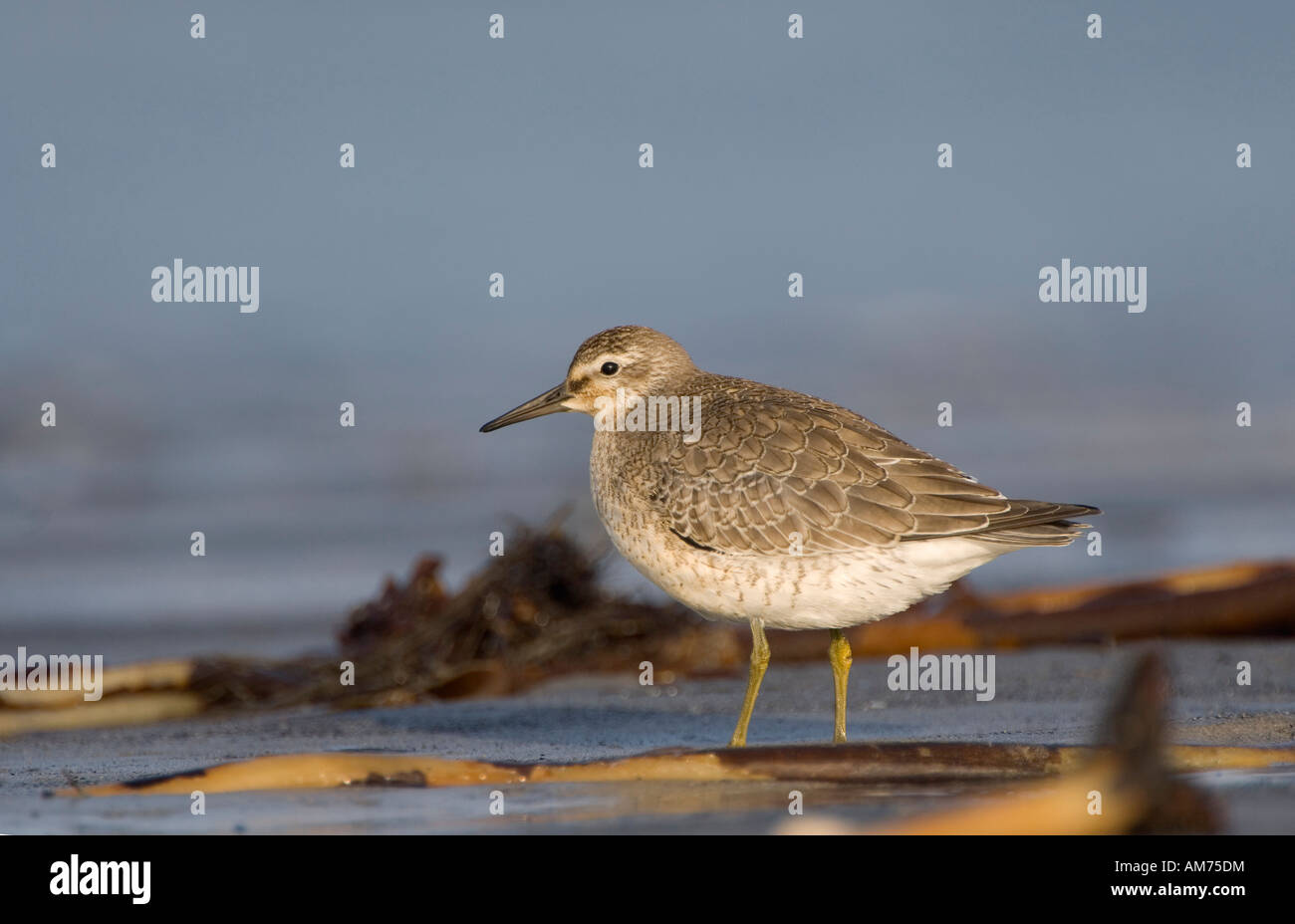 Knot (Calidris canutus Stock Photo - Alamy