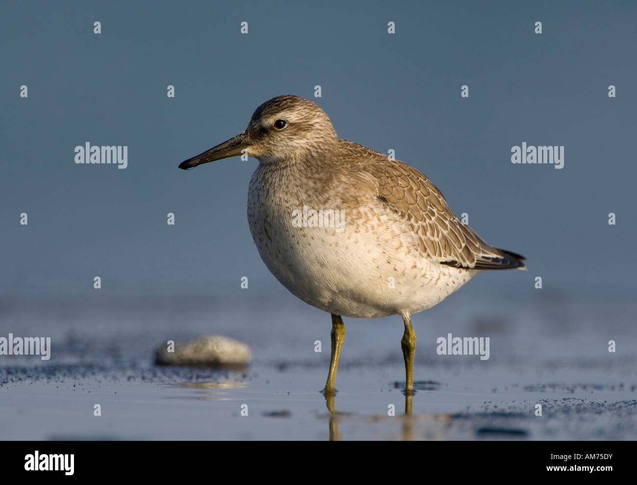 Canutus hi-res stock photography and images - Alamy