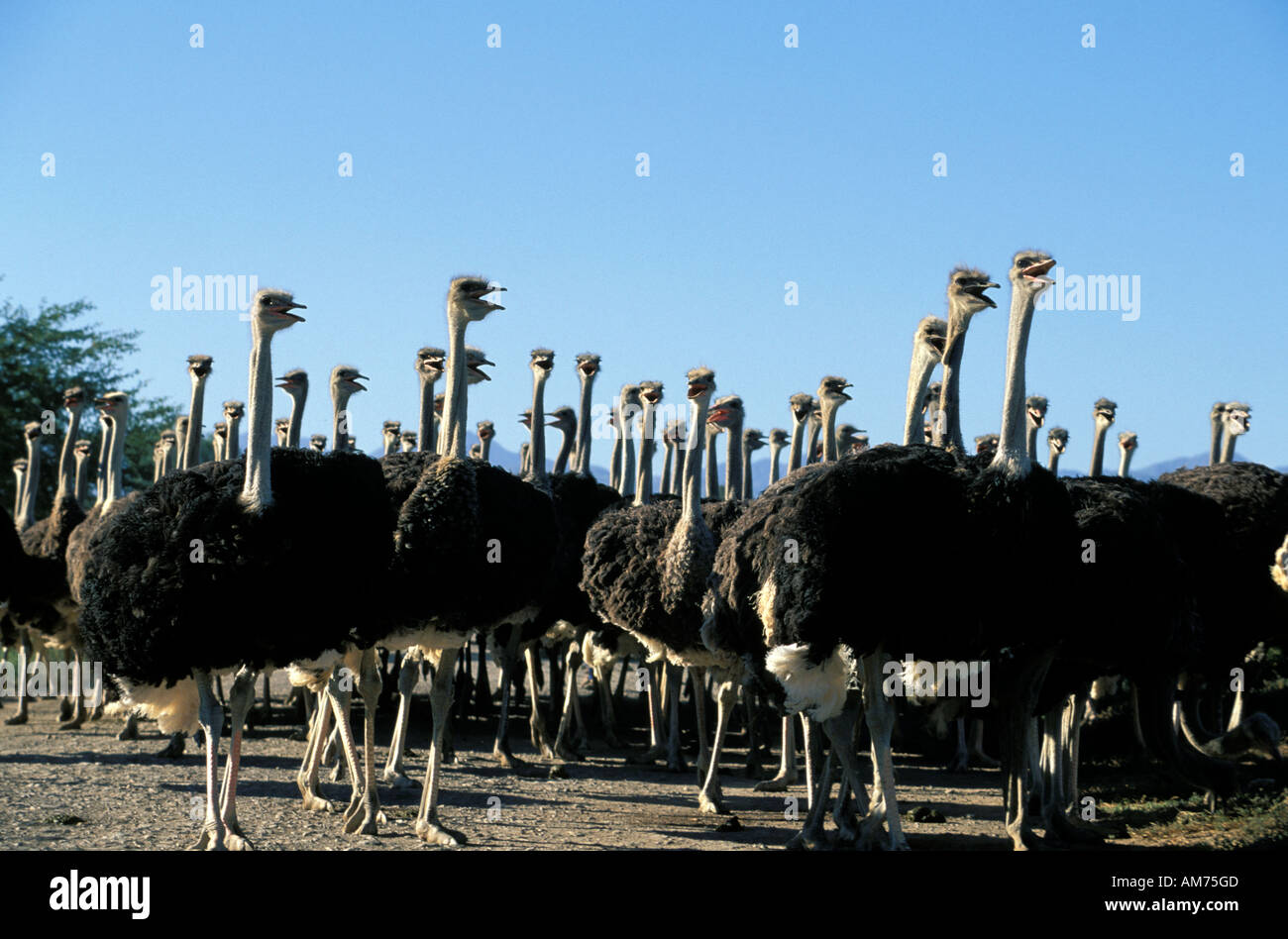 Ostrich farm in the Great Karoo Stock Photo - Alamy