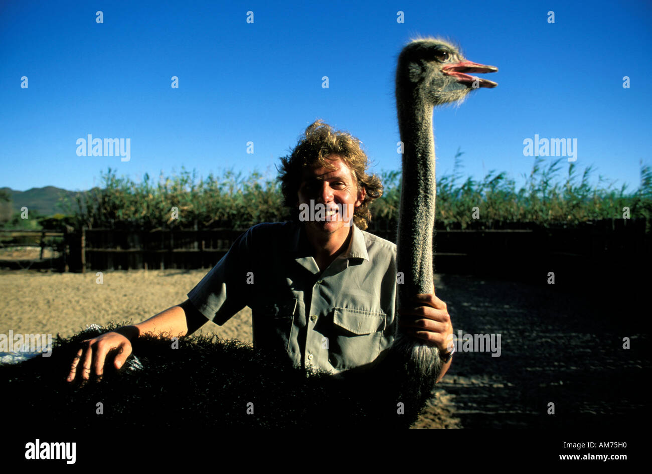 Ostrich and man hi-res stock photography and images - Alamy
