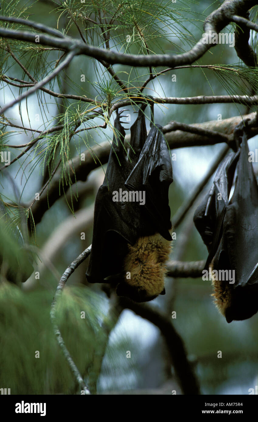 Flying Fox sanctuary Stock Photo - Alamy