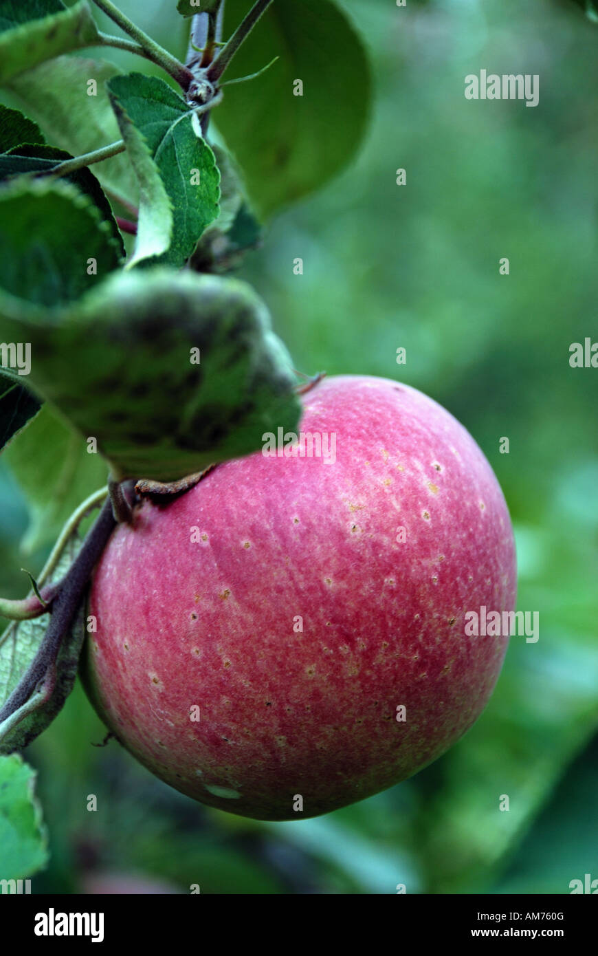 A red apple on the tree in Italy Stock Photo - Alamy