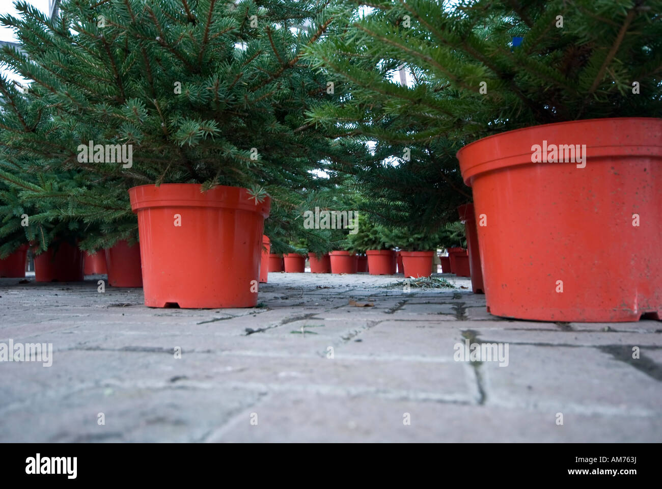 Norwegian spruce Christmas trees red pots Stock Photo - Alamy