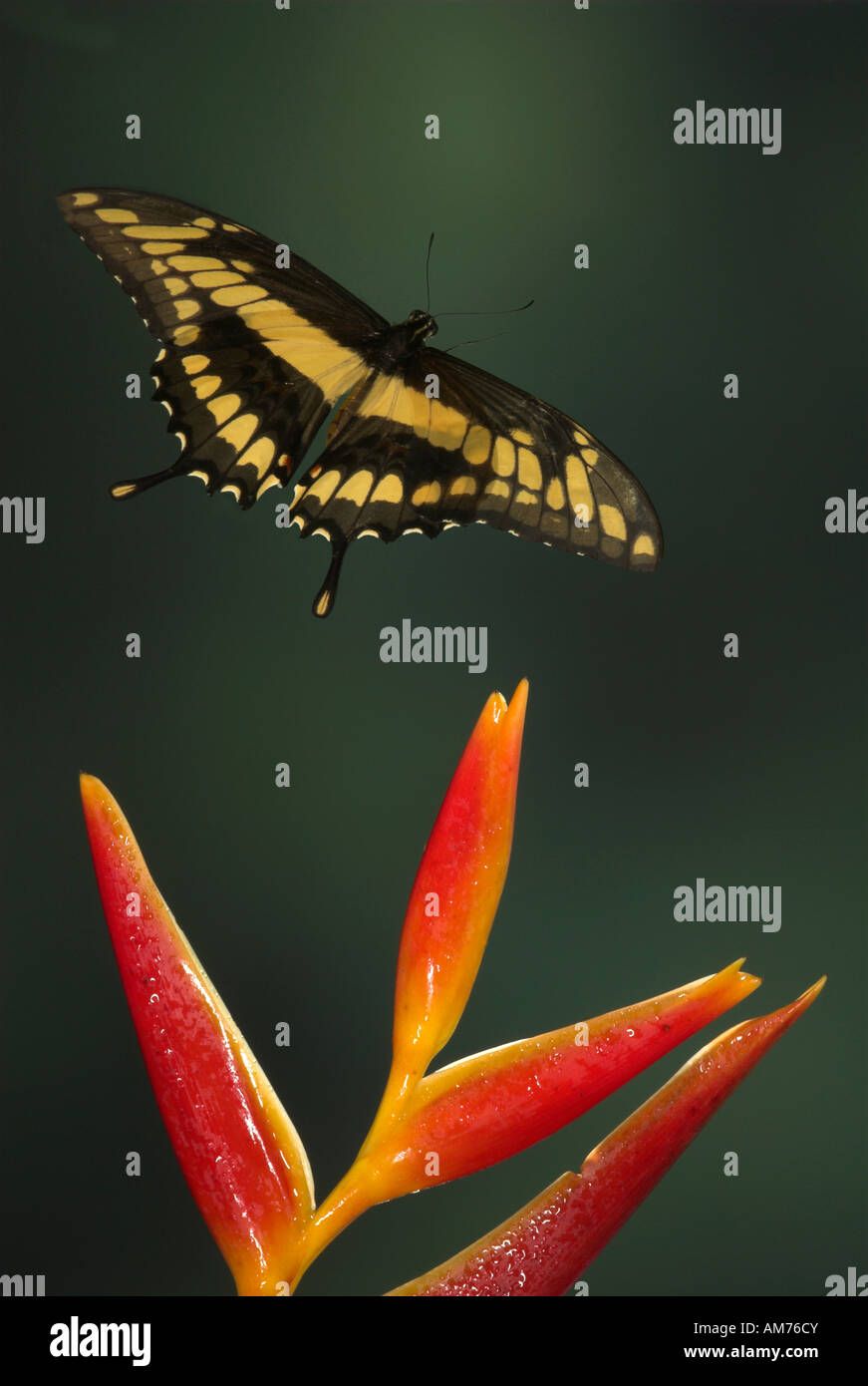 Moth Uraniidae sp Costa Rica Stock Photo - Alamy