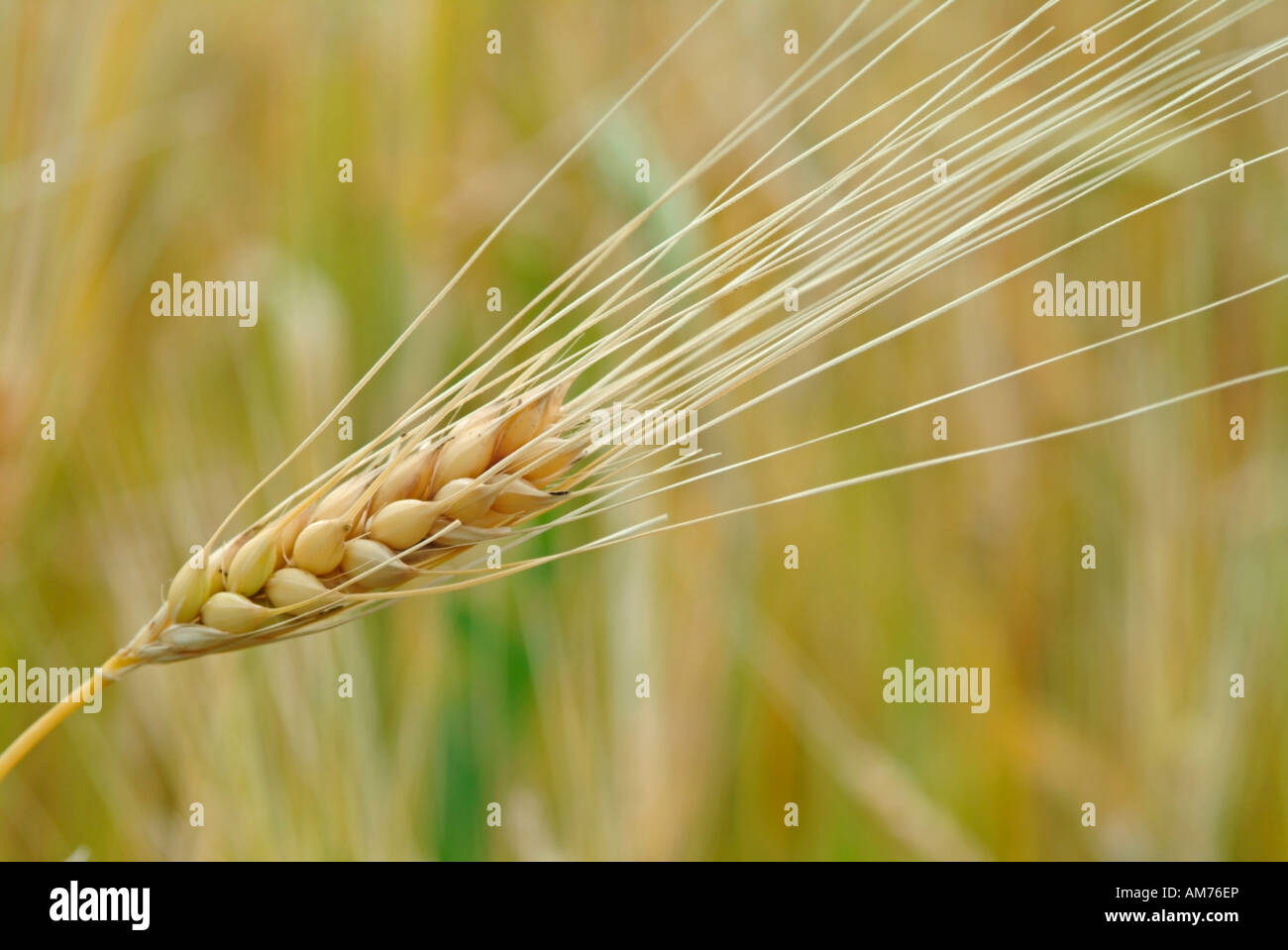 ripe ear of barley ready for harvest on field Stock Photo - Alamy