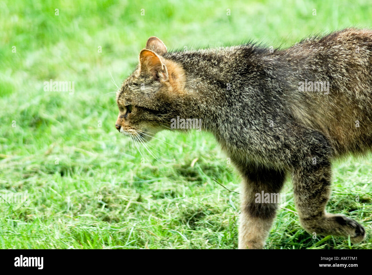 Scottish wildcat feline hi-res stock photography and images - Alamy