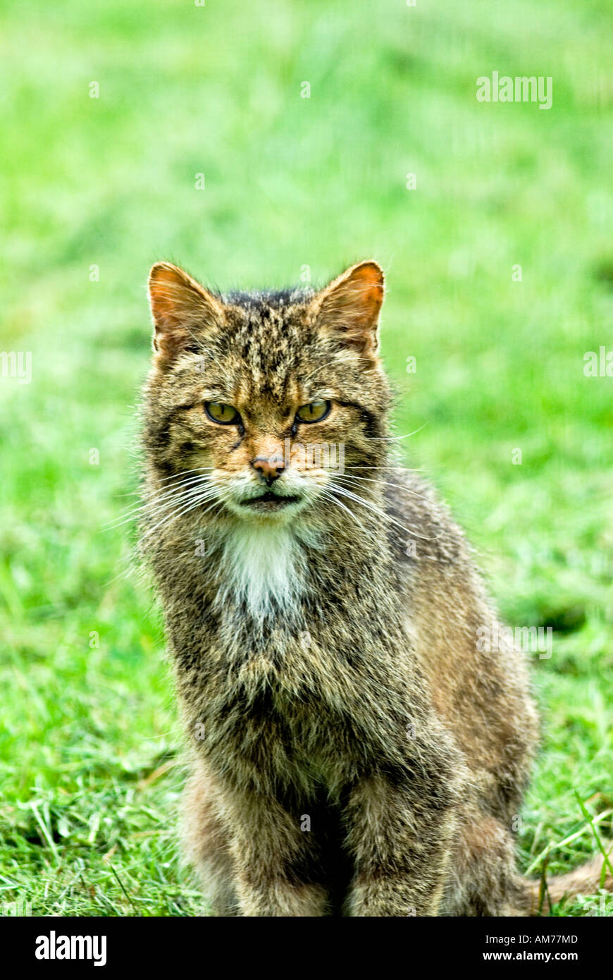 Scottish wildcat feline hi-res stock photography and images - Alamy