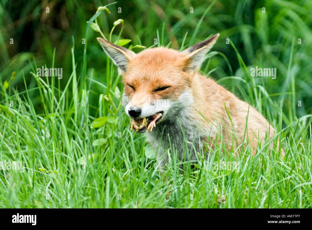 A Red Fox or Vulpes Vulpes struggles to swallow a meal of baby chick ...