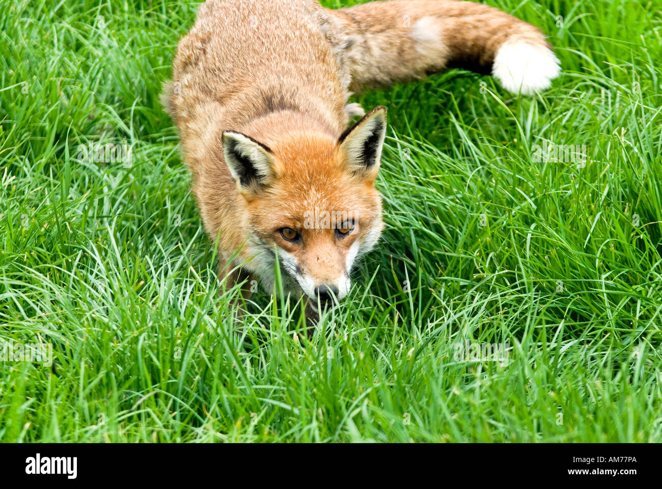Red Fox Vulpes Vulpes on the prowl, looking directly at camera Stock ...