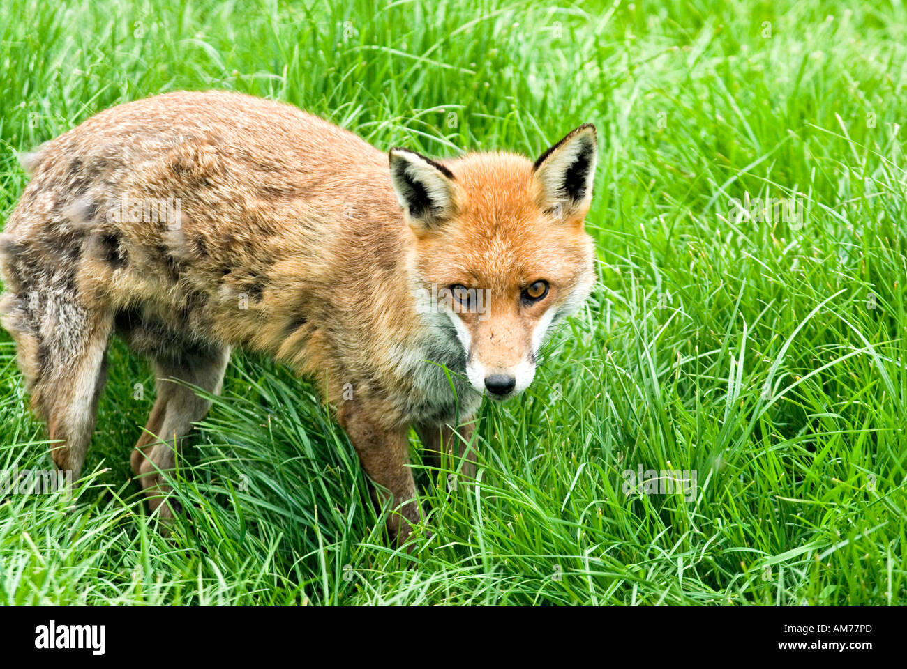 Red Fox On The Prowl High Resolution Stock Photography and Images - Alamy