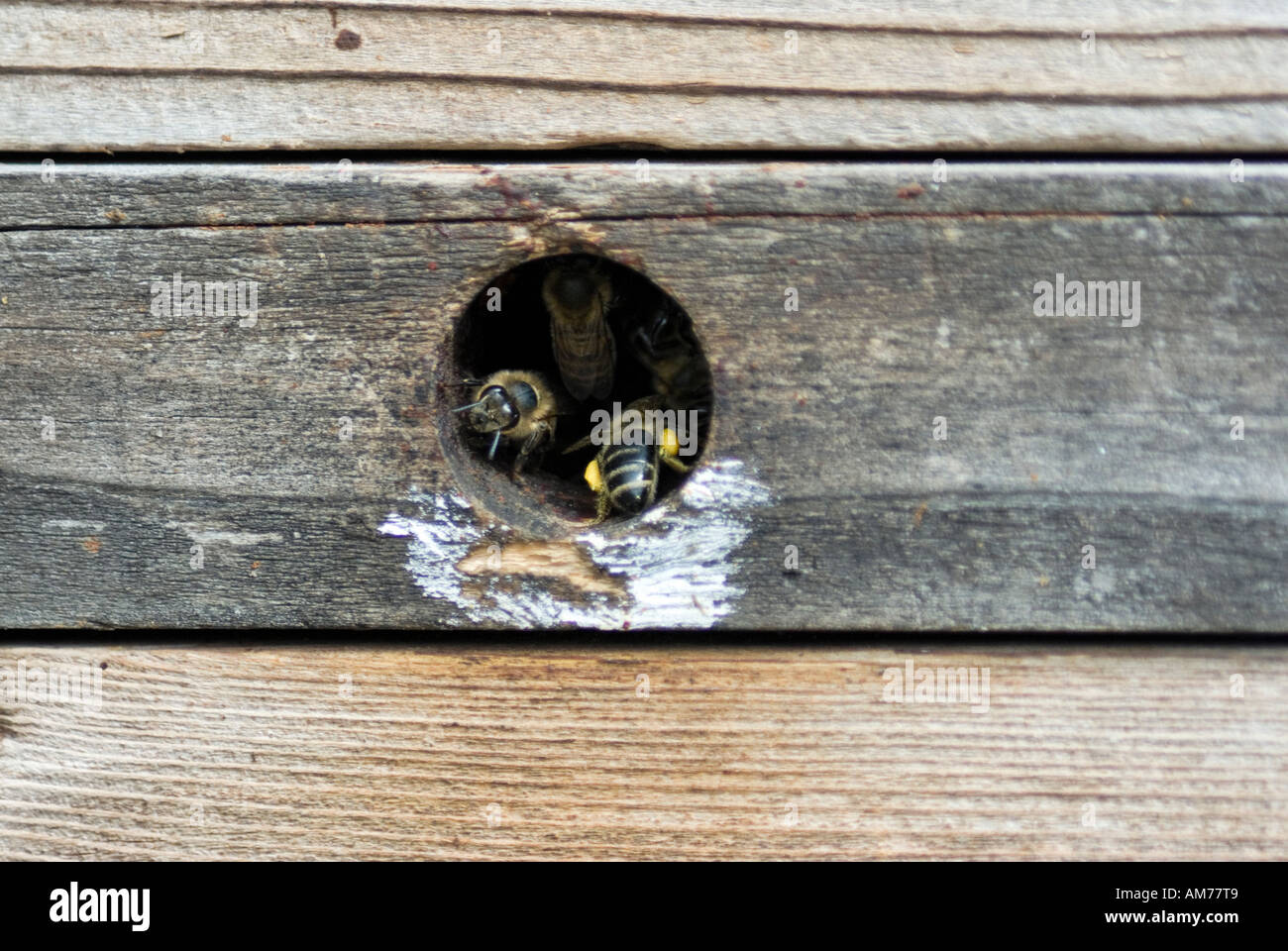 Bees leaving and returning to their hive Stock Photo - Alamy