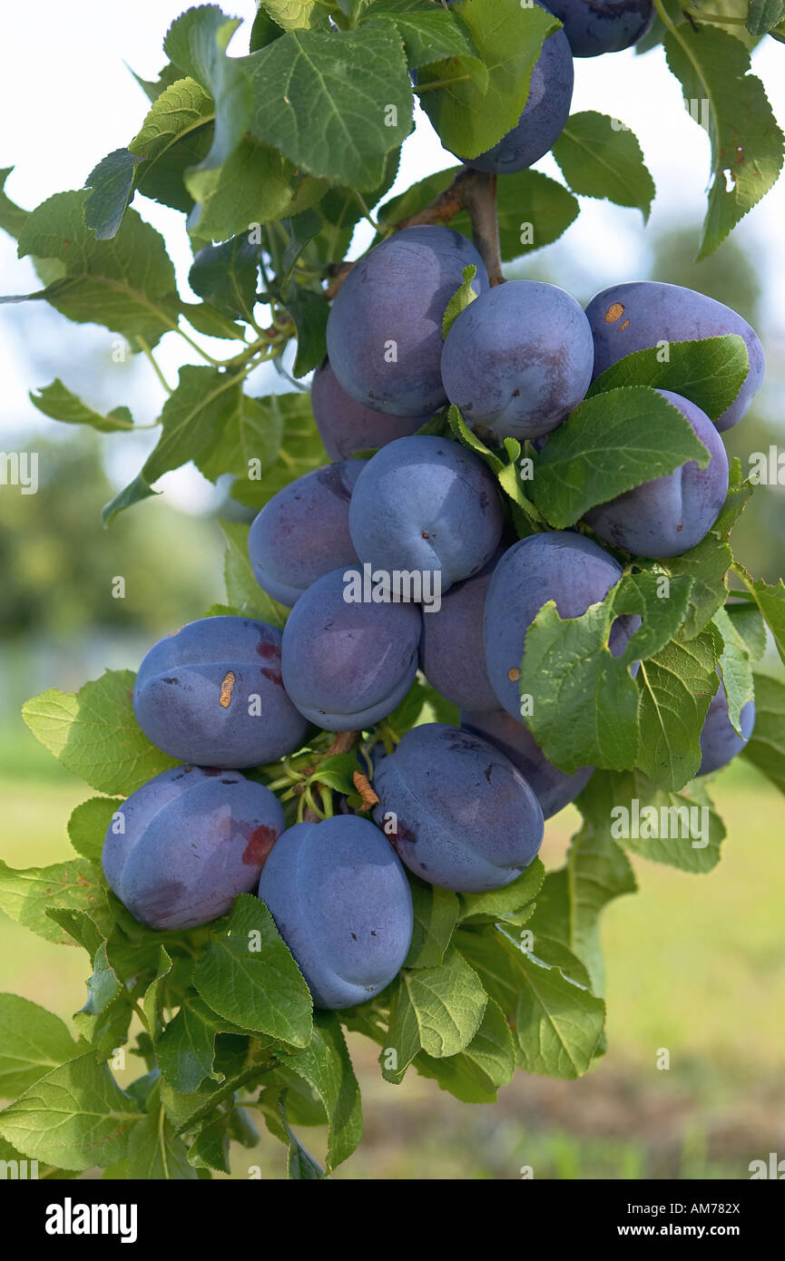 Zwetschgen hi-res stock photography and images - Alamy