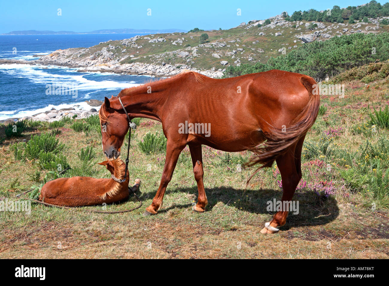Cabo udra hi-res stock photography and images - Alamy