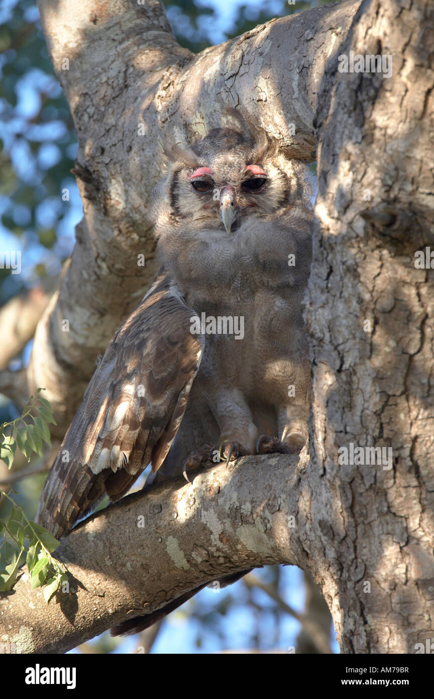 Verreaux's Eagle Owl or Milky Eagle Owl (Bubo lacteus Stock Photo - Alamy