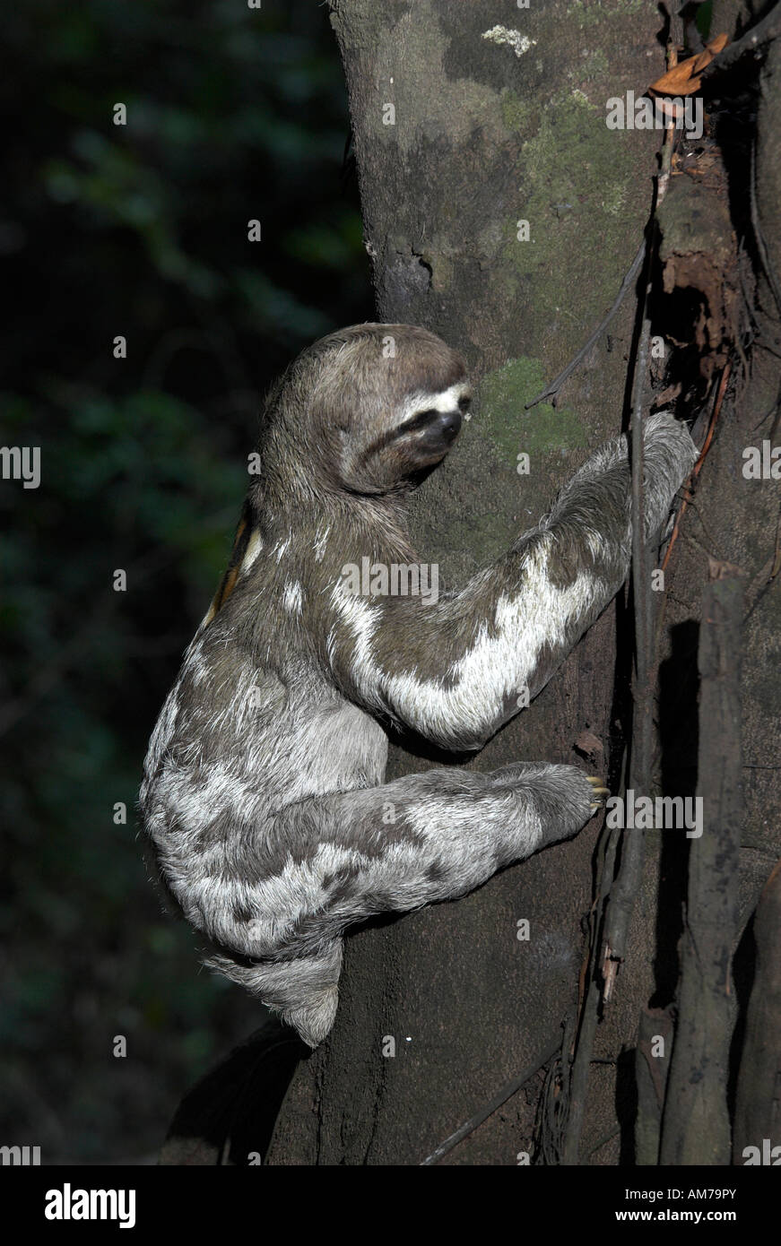 Brown Throated Three Toed Sloth Bradypus variegatus marmoratus Iquitos ...
