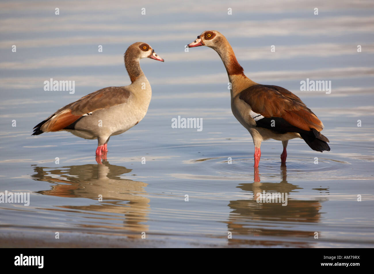 Egyptian Geese (Alopochen aegyptiacus Stock Photo - Alamy