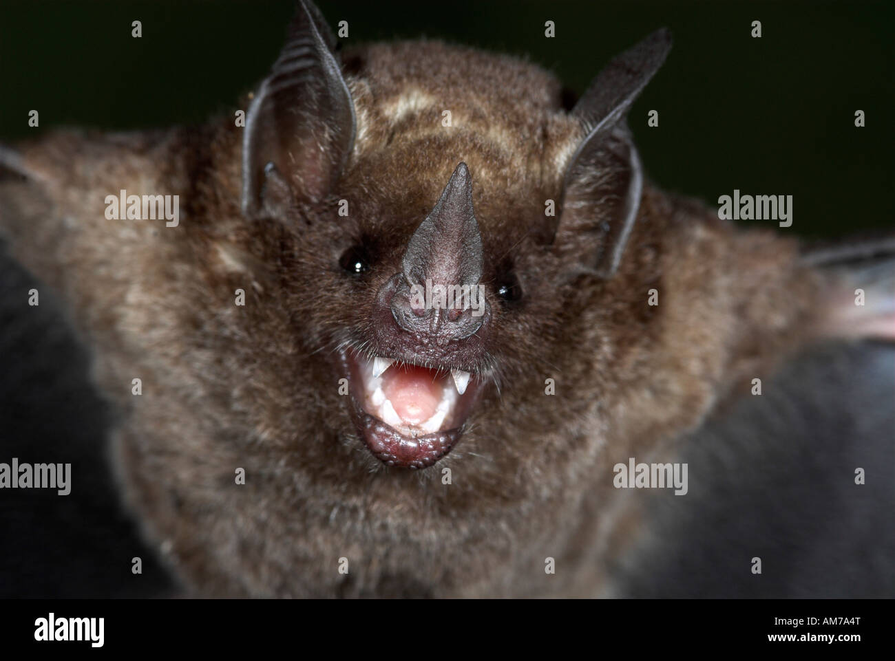 Short Tailed Fruit Bat Carollia perspicillata Iquitos Northern Peru ...