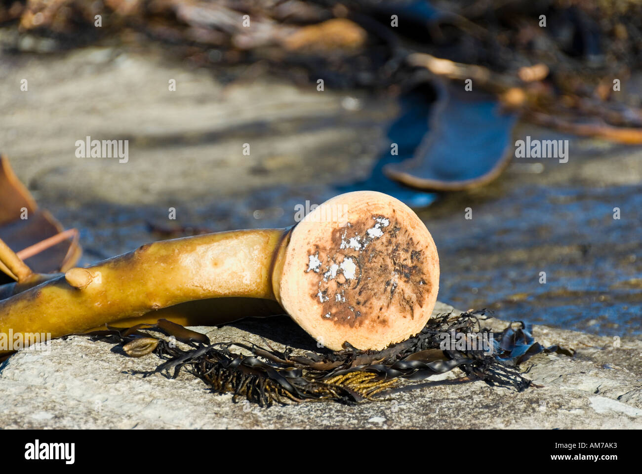 Unusual patterns in a seaweed stem Stock Photo - Alamy