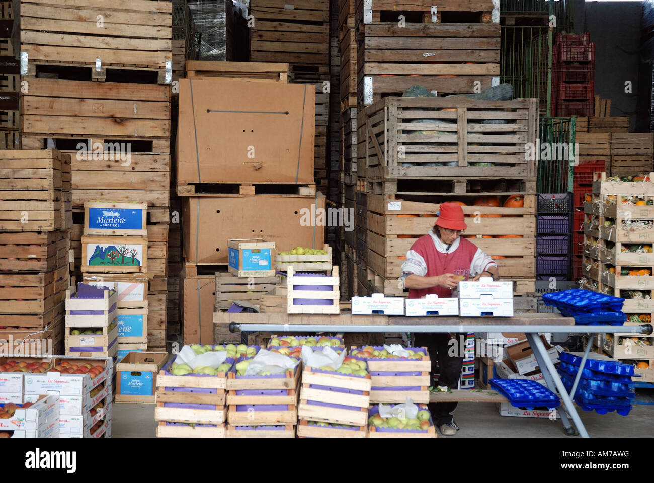 A woman packing fresh fruit and vegetables in a farm shop in Italy ...