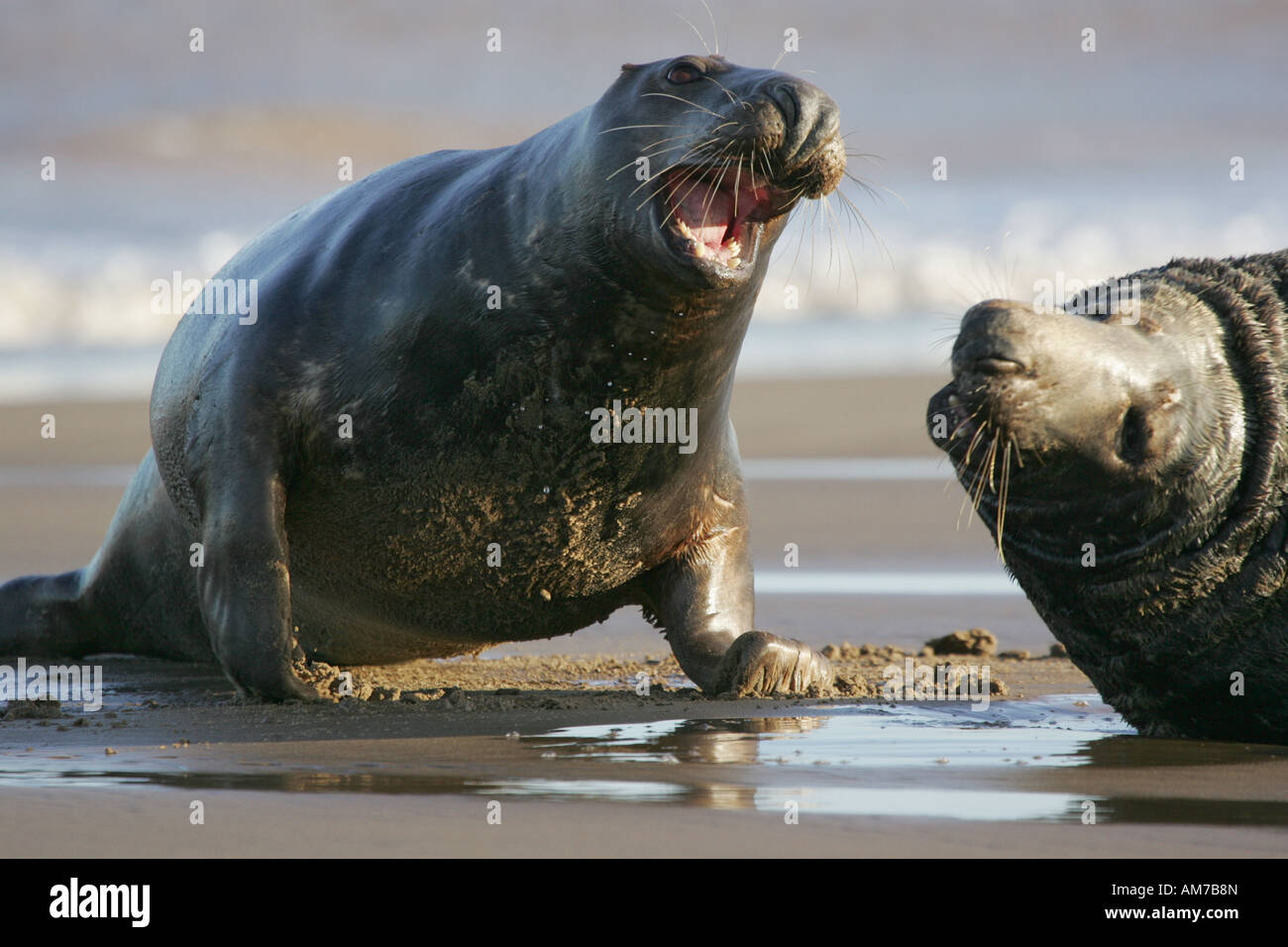 Greay Seals fighting Stock Photo - Alamy