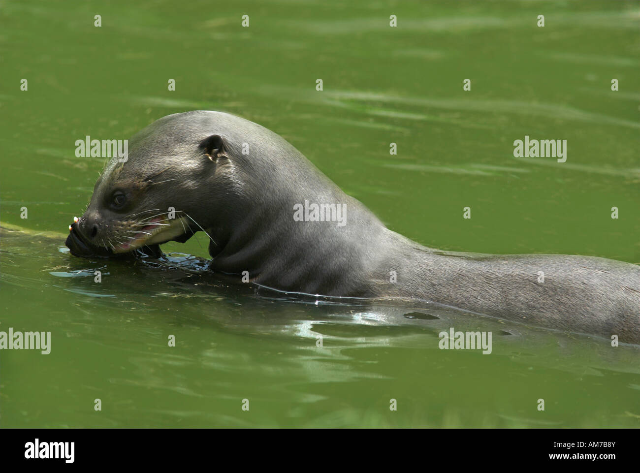 Giant River Otter Pteronura brasiliensis Cocha Salvador Manu Peru Stock ...