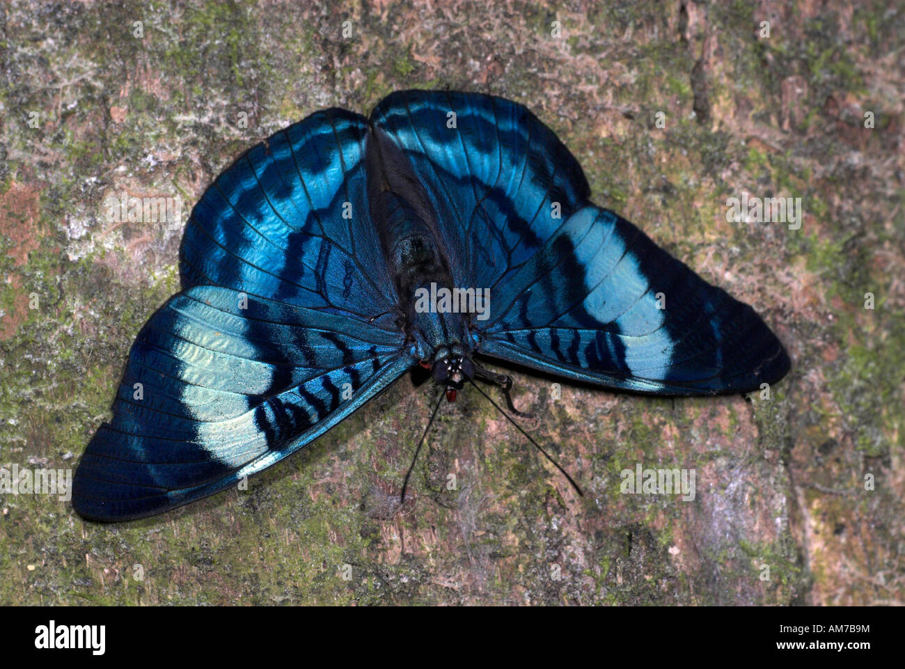 Prola Panacea Butterfly Panacea prola Manu Peru Stock Photo - Alamy