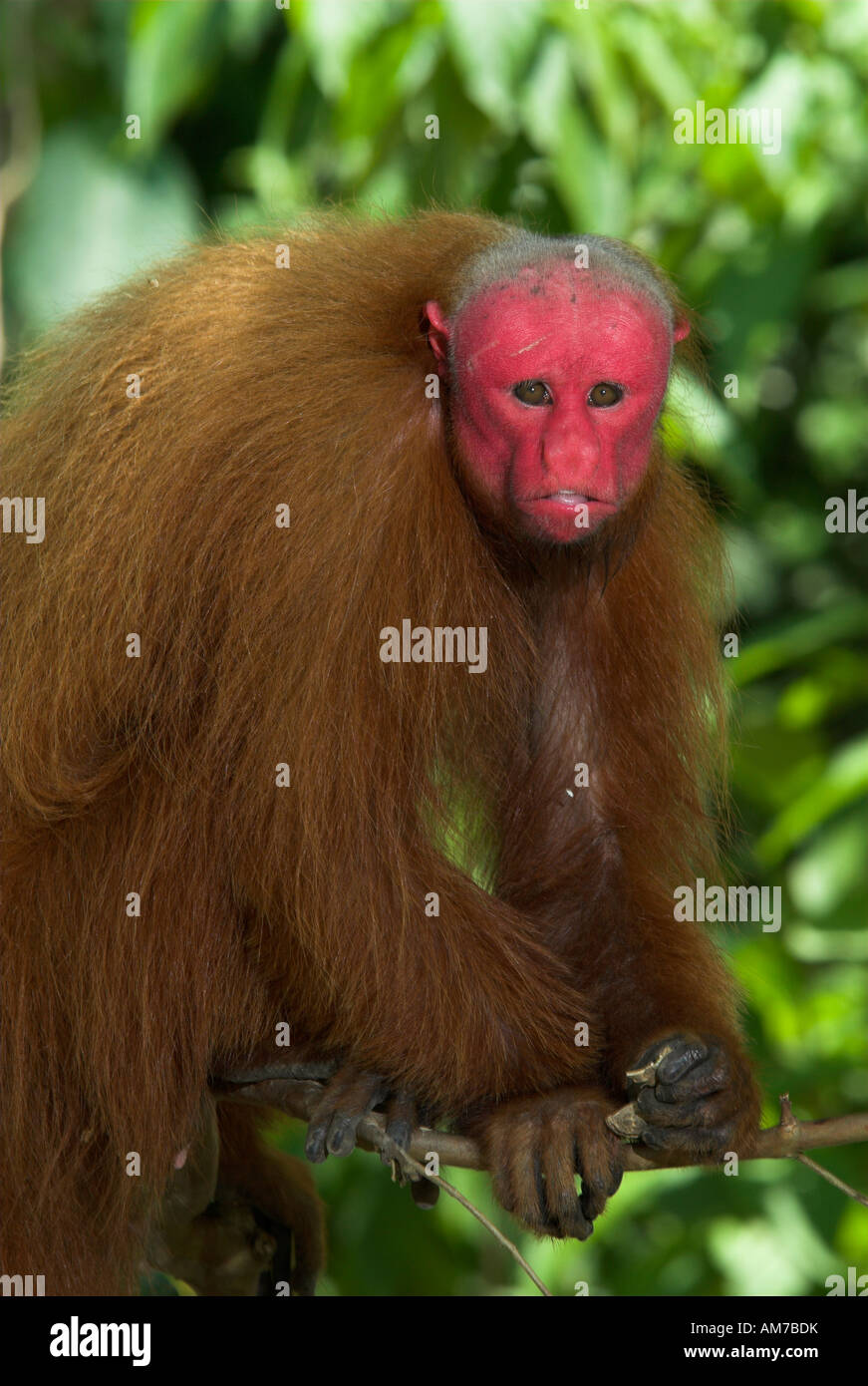 Uakari Monkey High Resolution Stock Photography and Images - Alamy
