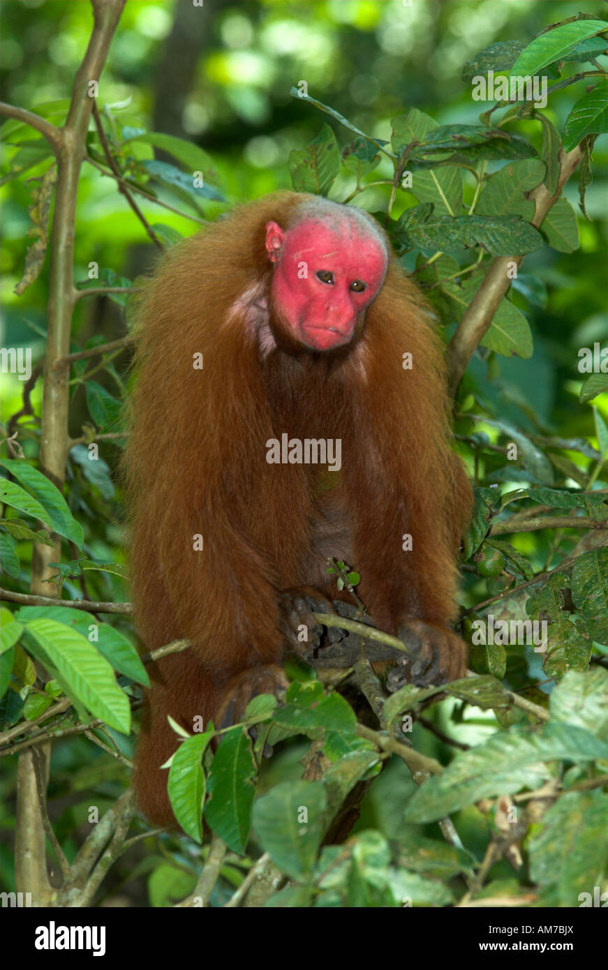 Uakari monkey hi-res stock photography and images - Alamy