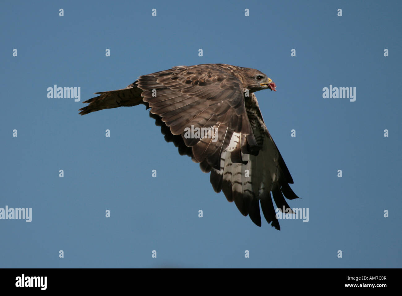 Buzzard Buteo buteo flying Stock Photo - Alamy