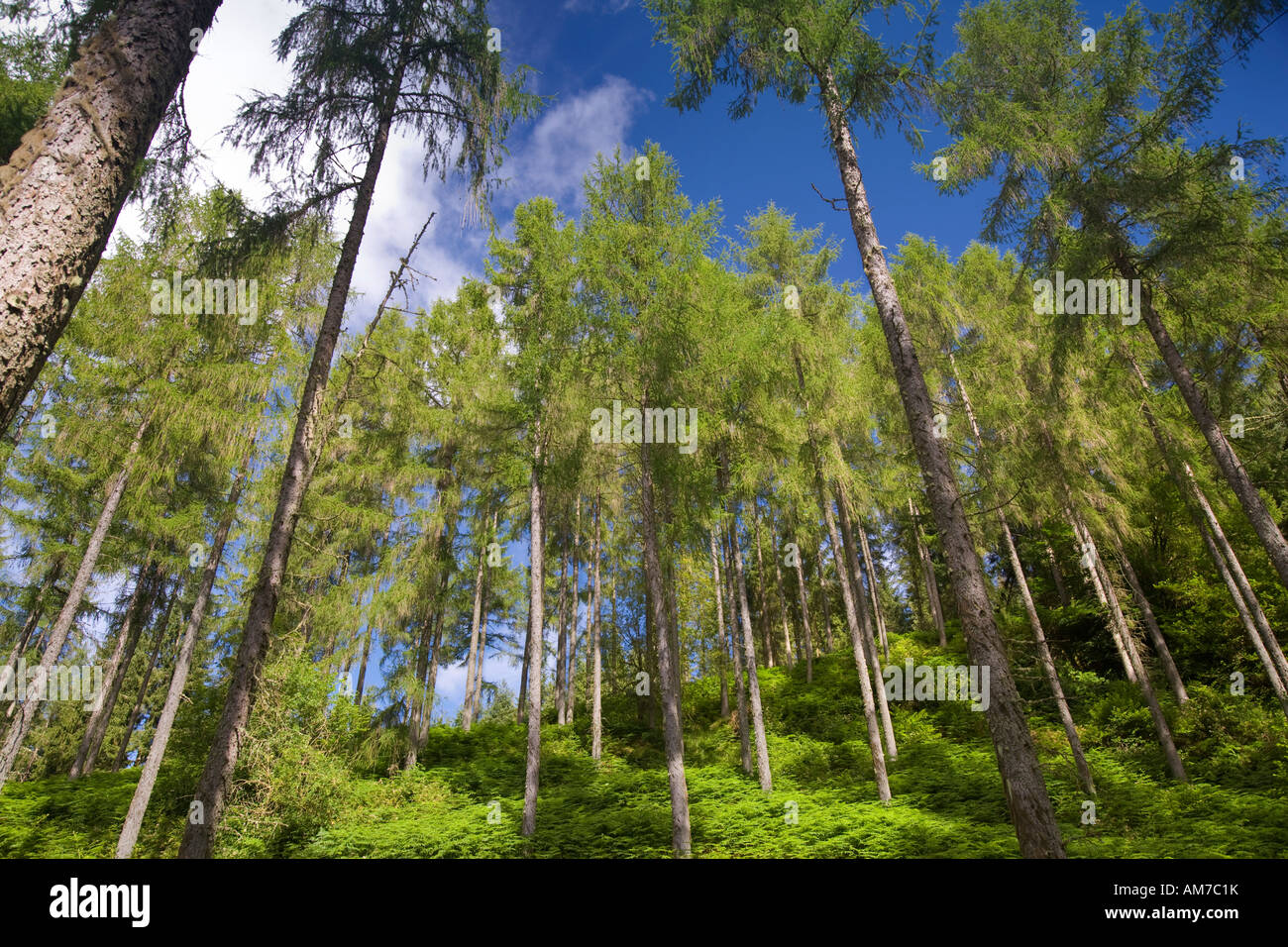 Conifer Plantation, Queen Elizabeth Forest Park, Aberfoyle, Perthshire ...