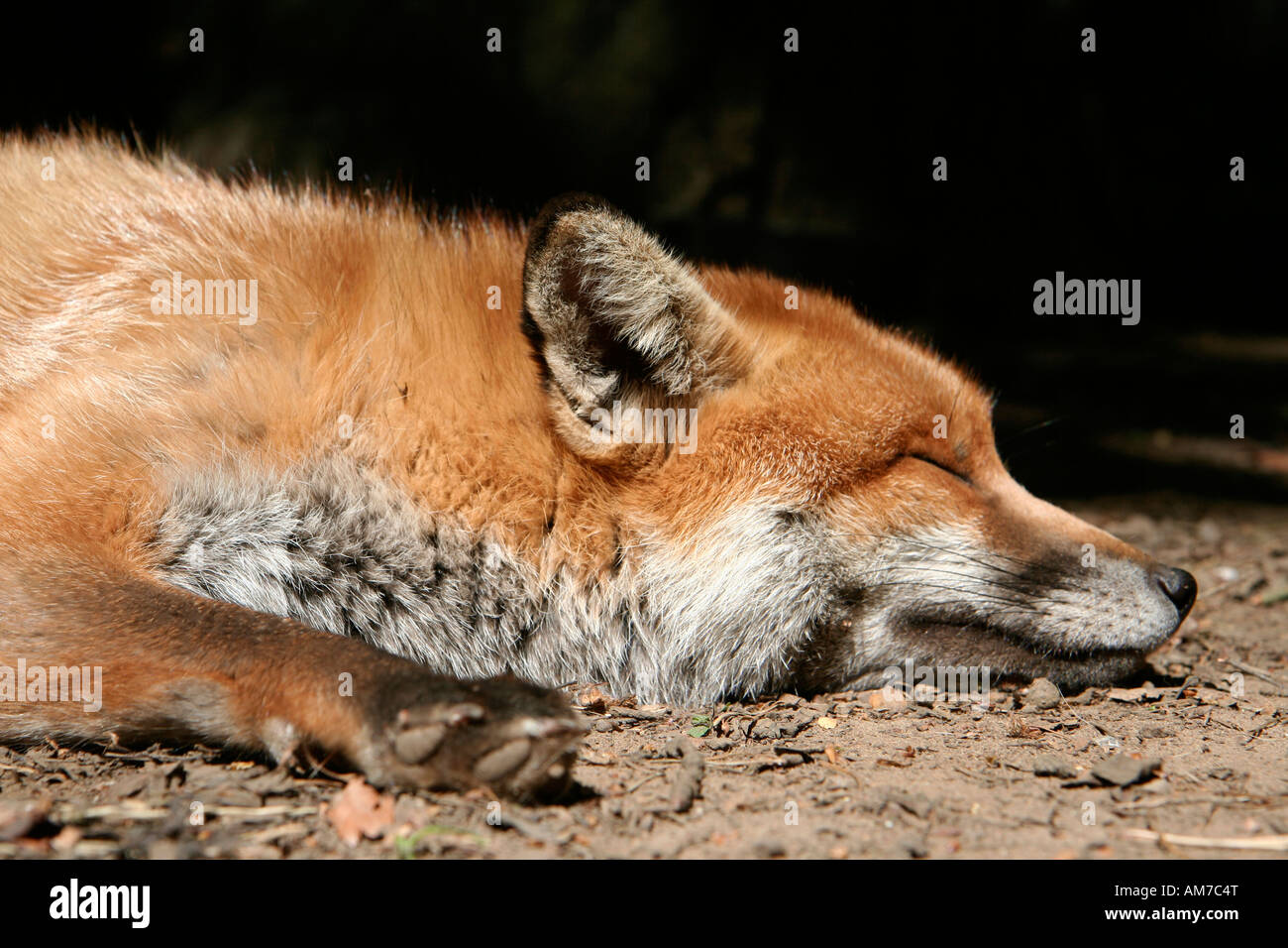 A sleeping red fox in the sunlight Stock Photo - Alamy