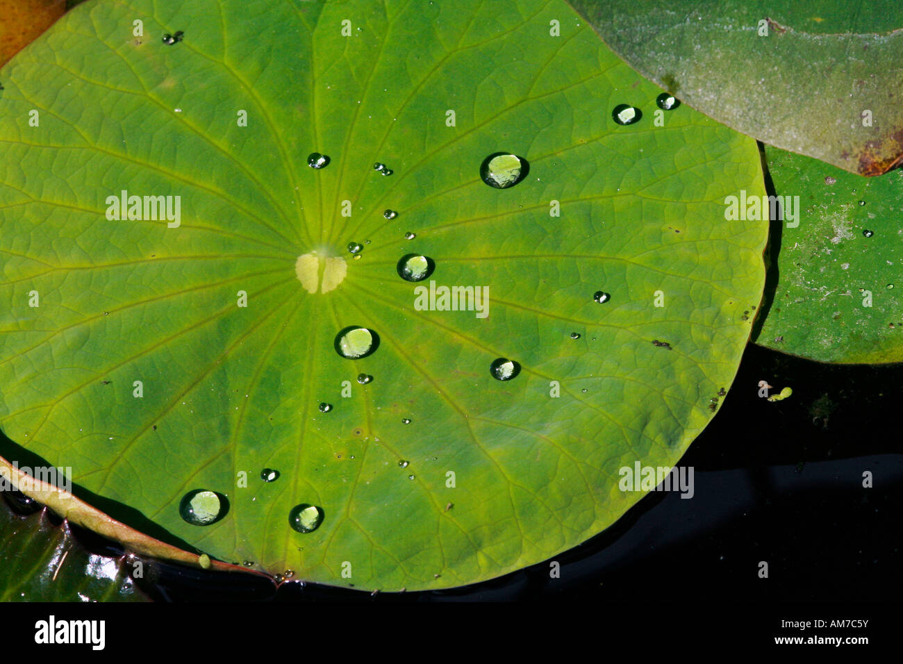 Water lotus effect hi-res stock photography and images - Alamy