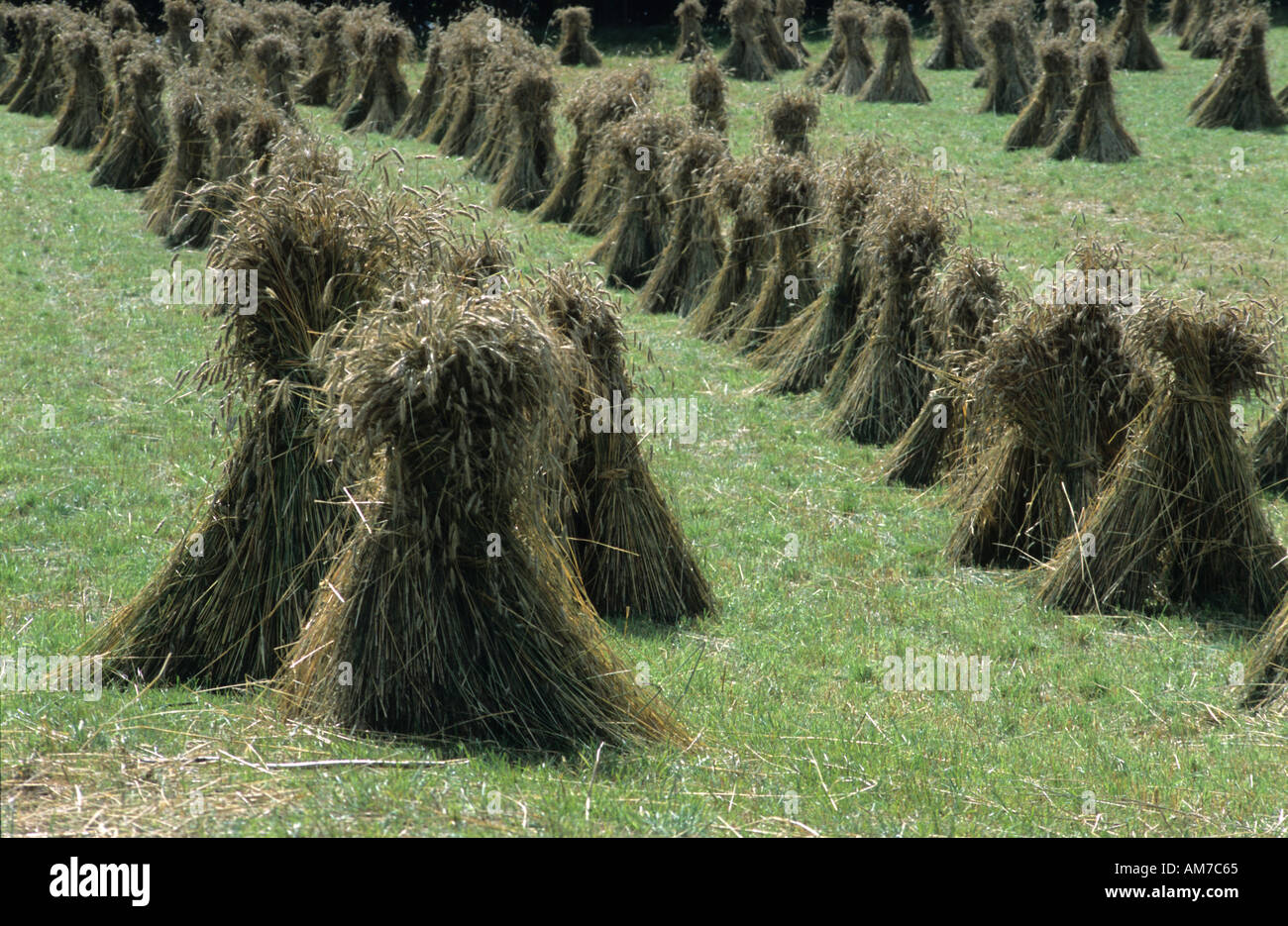 Irish Harvest traditional stoops Harvest traditional stooped wheat ...