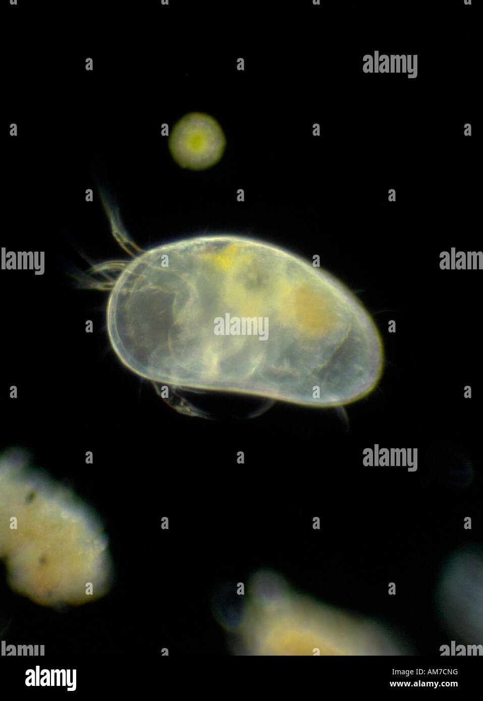 Ostracod freshwater hi-res stock photography and images - Alamy