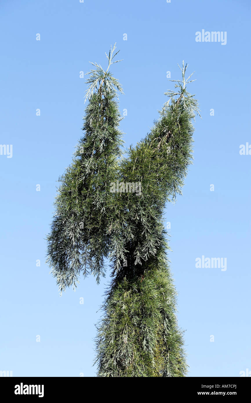 Tree like form hi-res stock photography and images - Alamy