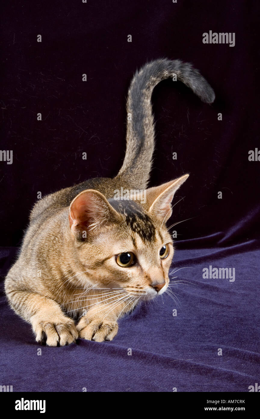 fur; cat; kitten; feline; animals; pets; friendship; domestic; tiny ...