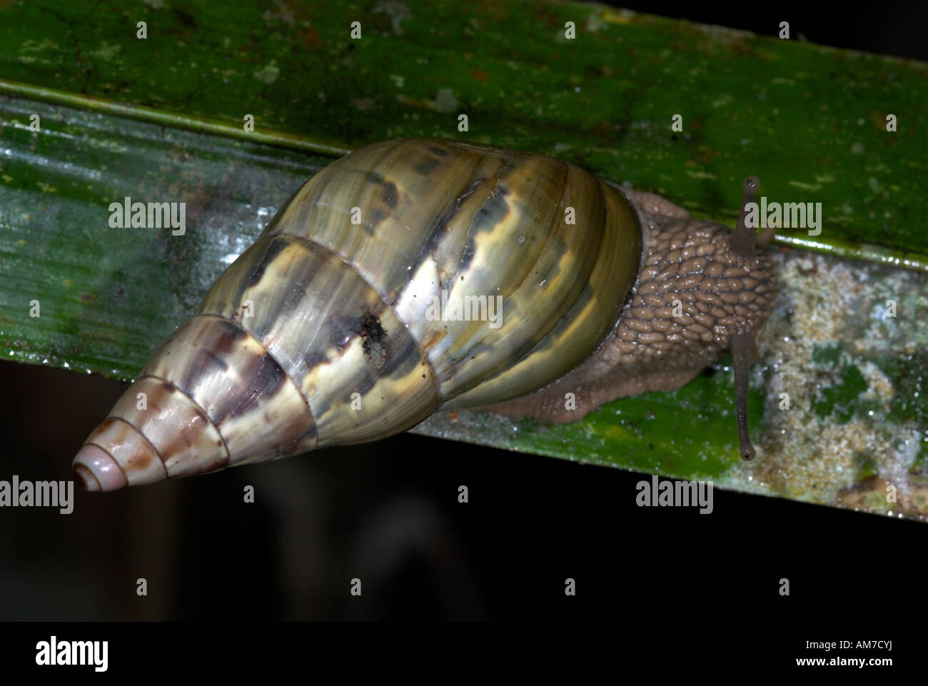 Large Land Rainforest Snail Iquitios Peru Stock Photo - Alamy