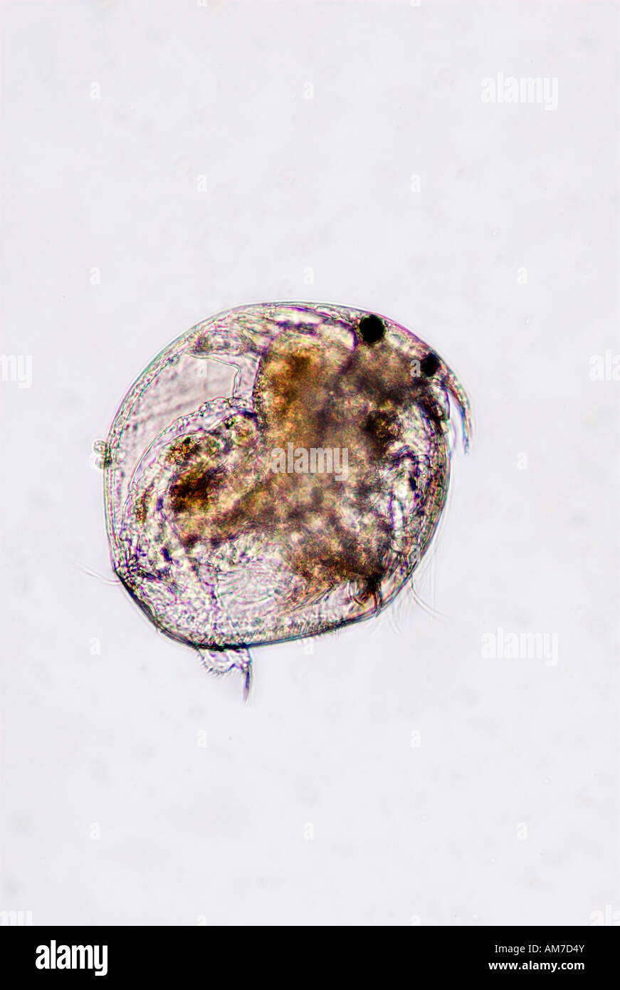 Water Flea Bosmina UK Stock Photo - Alamy