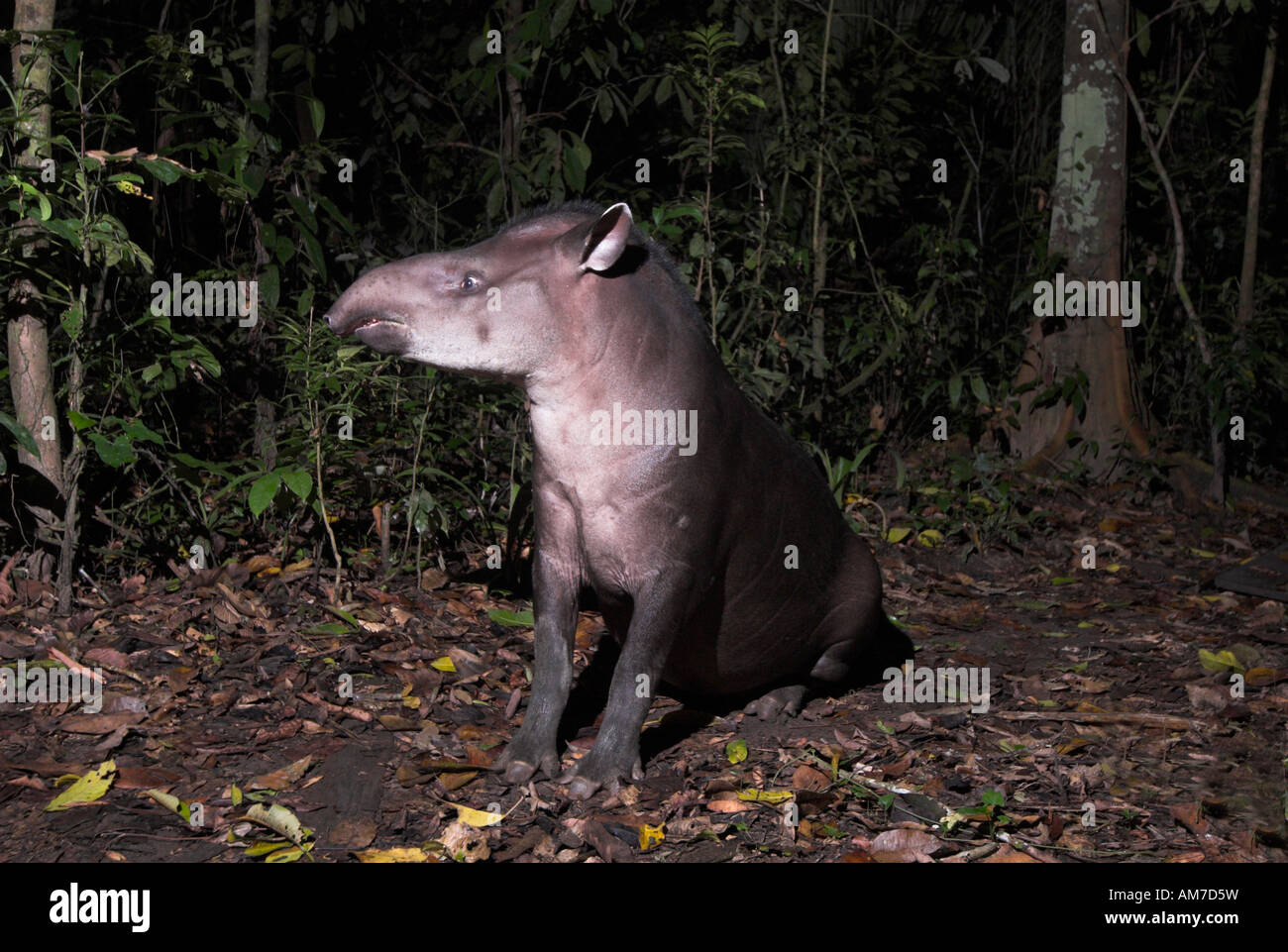 Brazilian Tapir Tapirus terrestris Manu Peru Stock Photo - Alamy