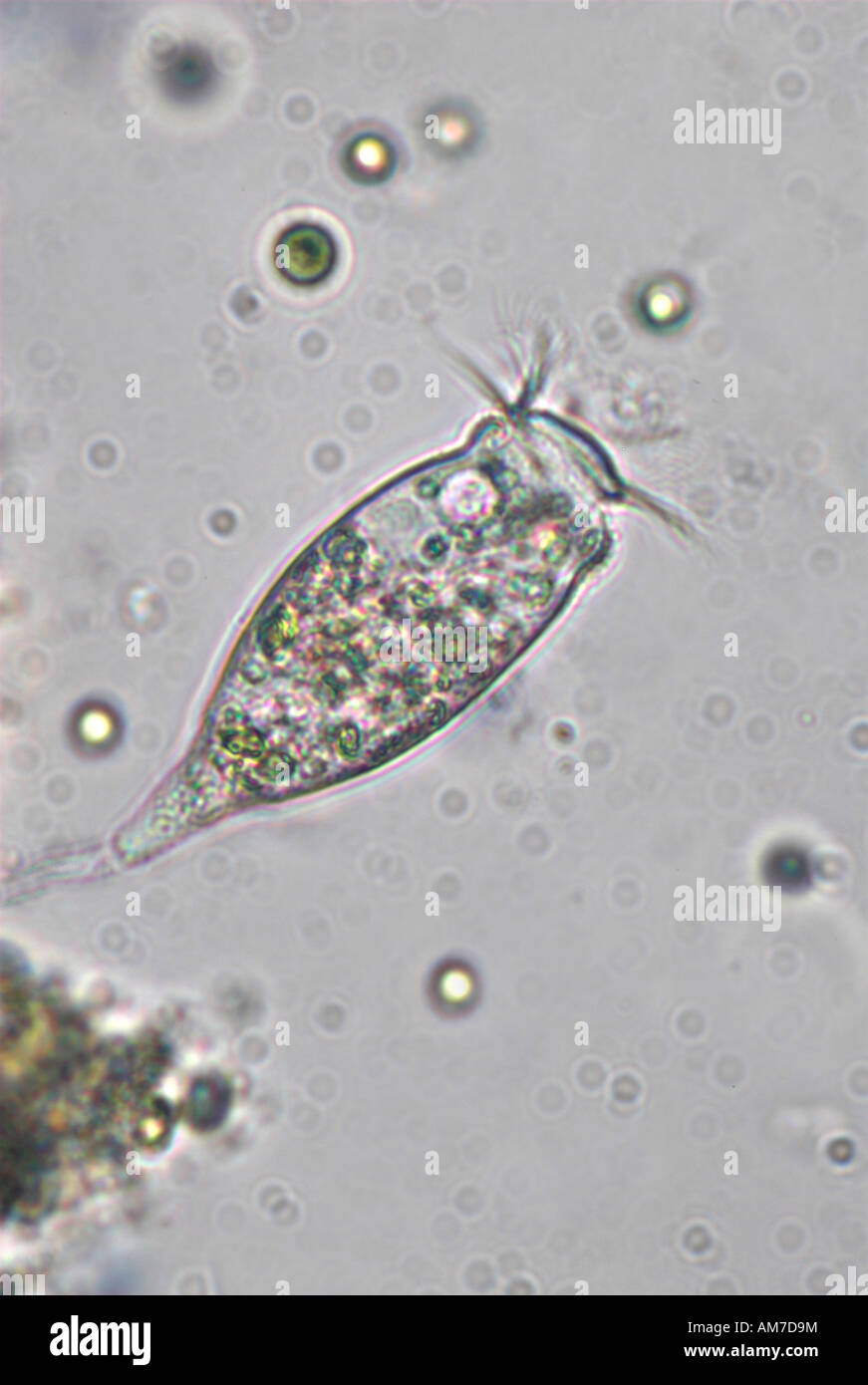 Vorticella Microscope