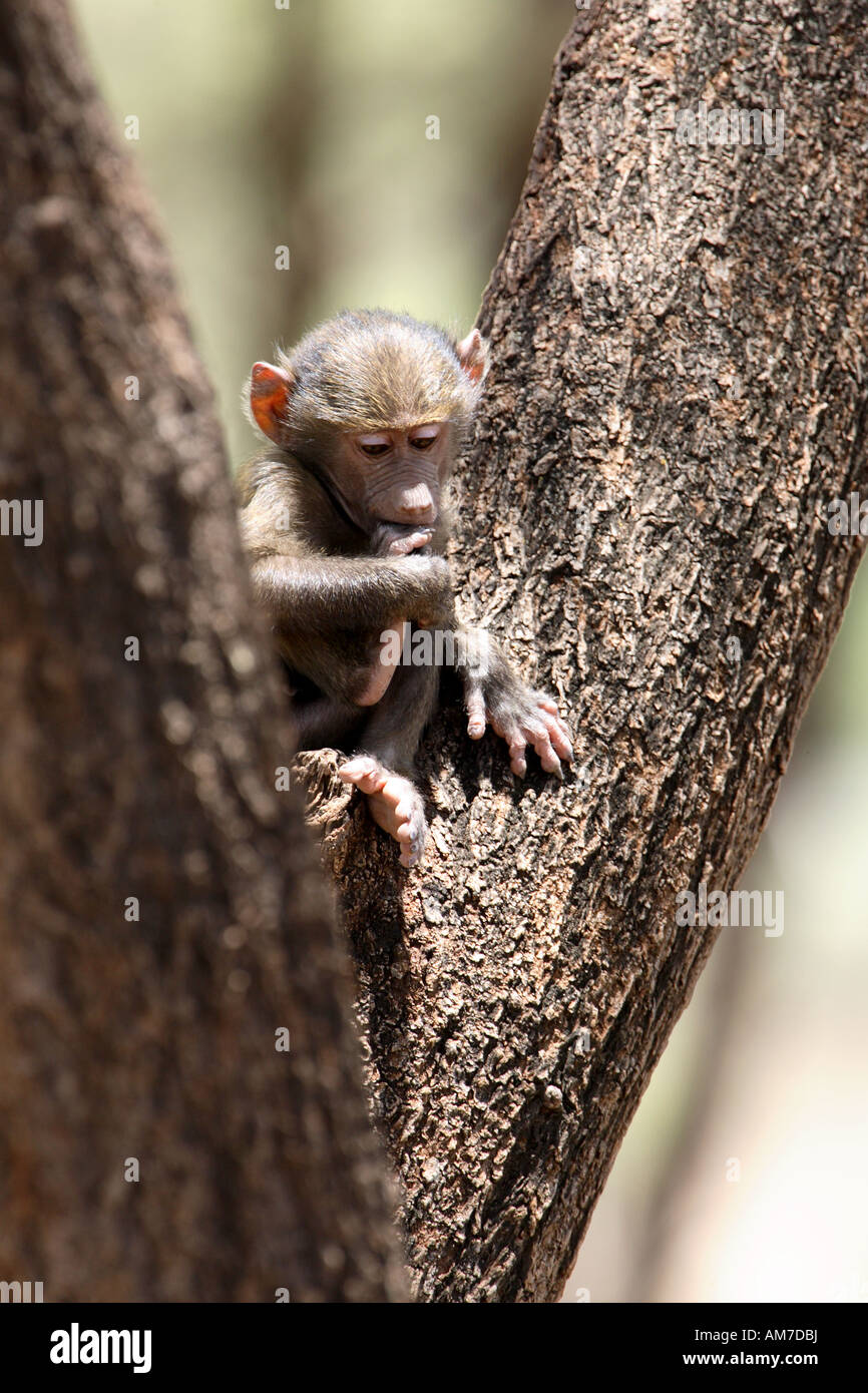 Baboon legs hi-res stock photography and images - Alamy