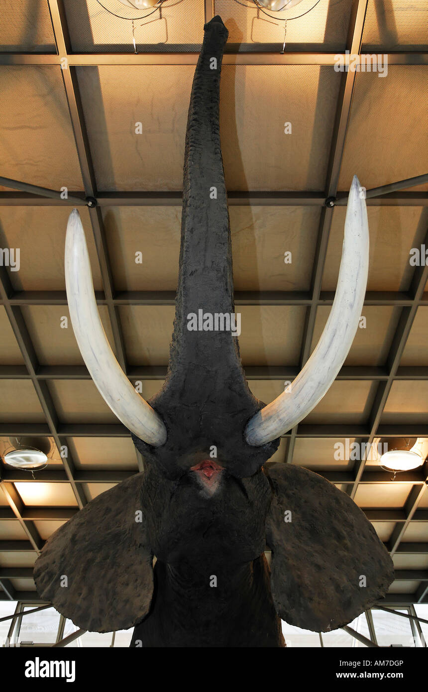 Head and tusks of an African elephant, exhibit at museum of natural ...