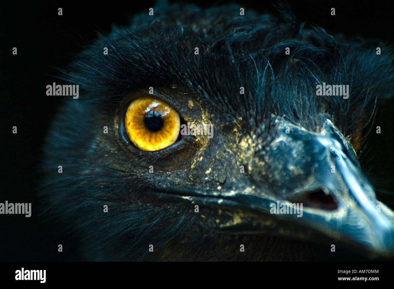A closeup of an emu's eye Stock Photo - Alamy