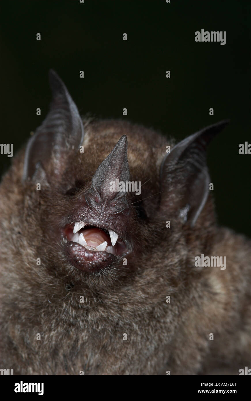 Short Tailed Fruit Bat Carollia perspicillata Iquitos Northern Peru ...